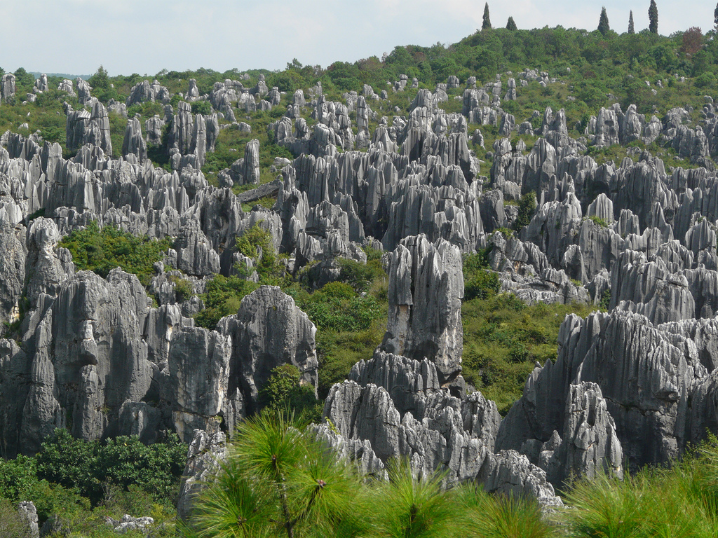 stone-forest - Filmymantra